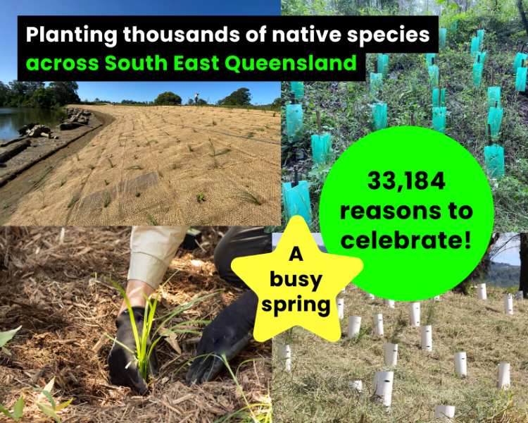 We've planted 33,000+ plants across SEQ this spring - And we're not ...
