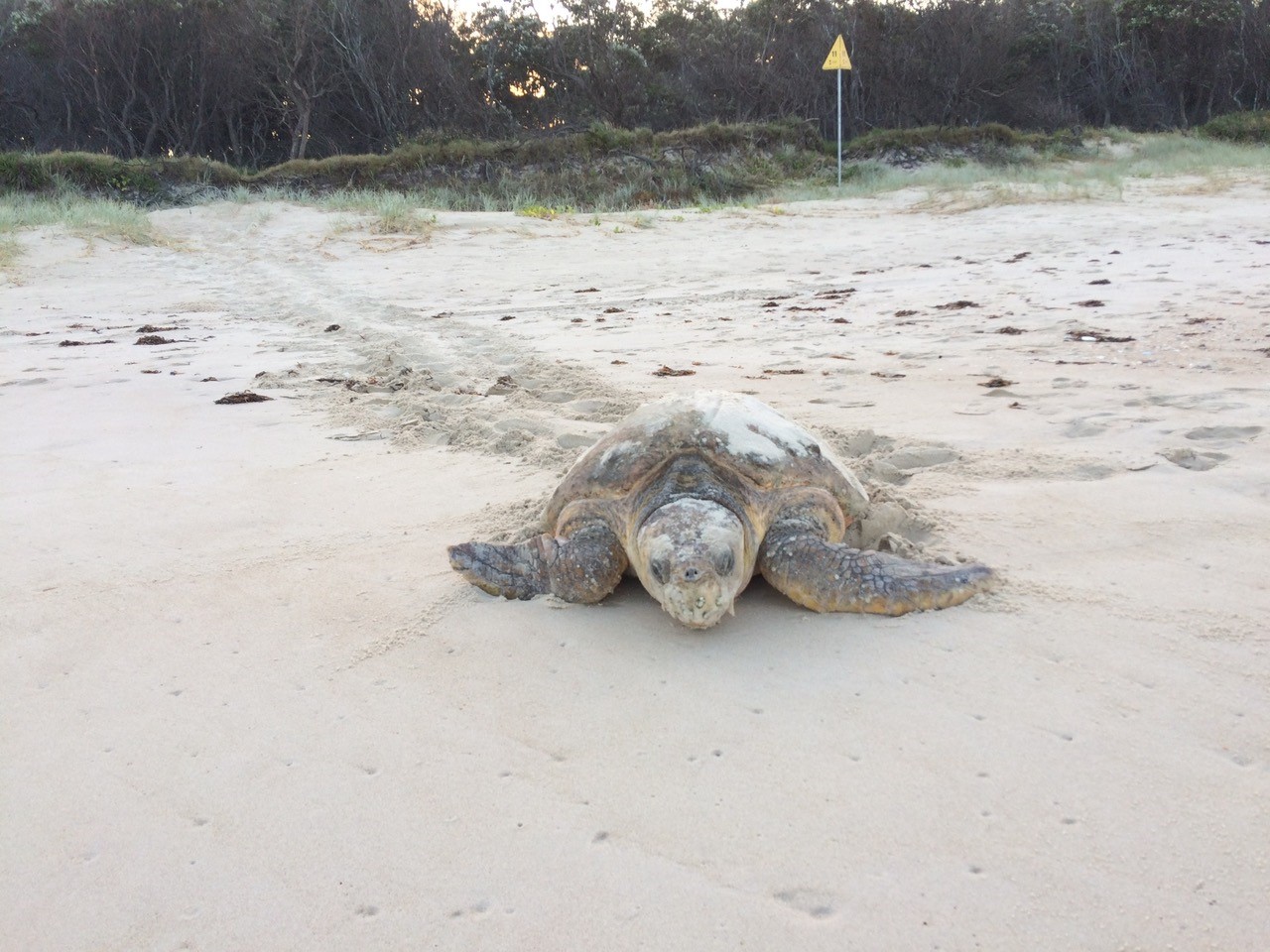Enhancing sand dunes for turtle nesting on Bribie Island - Healthy Land ...