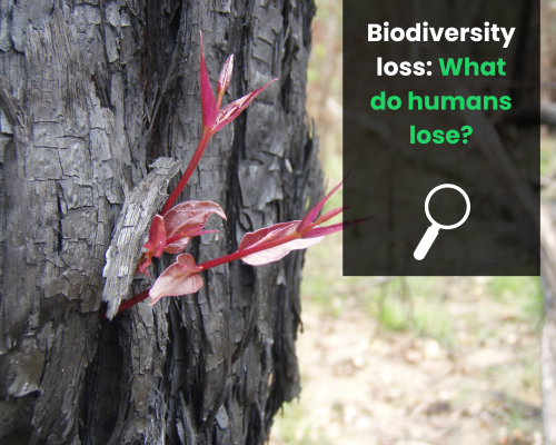 How much do we lose when biodiversity declines? The human cost of ...