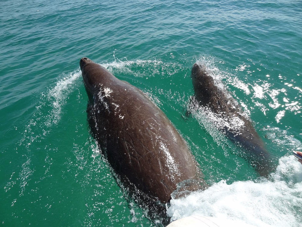 Protecting ocean giants from vessel strike - Healthy Land & Water