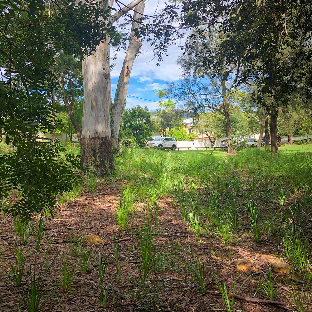 Gizeh Street | ENOGGERA - Healthy Land & Water